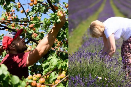 Oberačky sú v plnom prúde: Pri Nitre prebieha… | Nitra24.sk