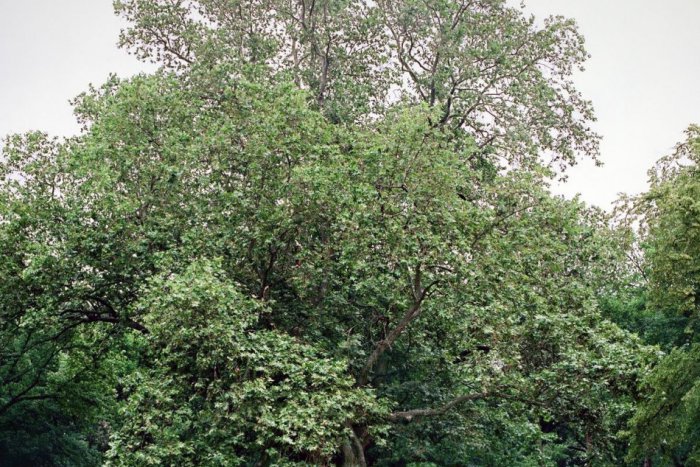 Najhrubší na Slovensku: 140-ročný platan bojuje o titul Európsky strom roka