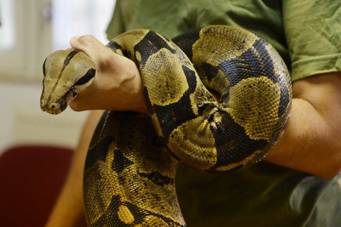 Kuriózne prípady z Nitry: Na zemi ležal zásobník s nábojmi aj veľhad ...
