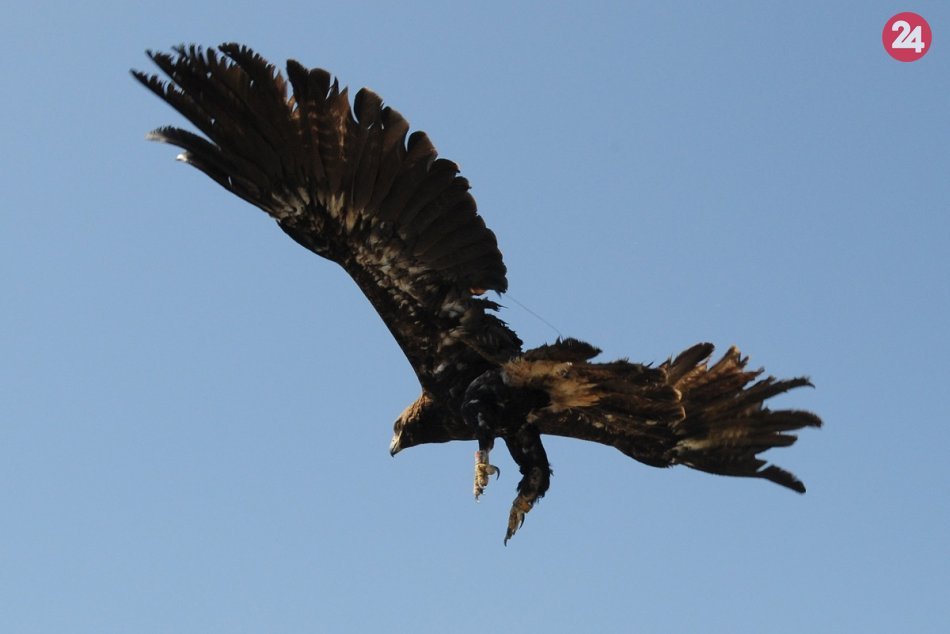 Orlom kráľovským sa na Ponitrí darí: Ochranári okrúžkovali 19 mláďat