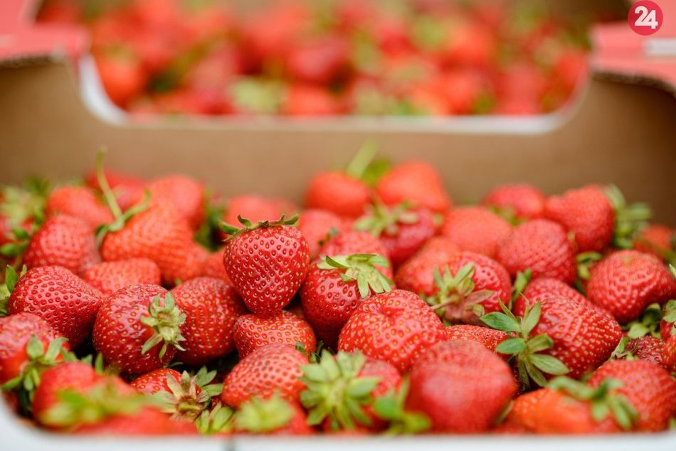 Samozber jahôd v Nitrianskom kraji: Za koľko si natrháte chutné ovocie ...