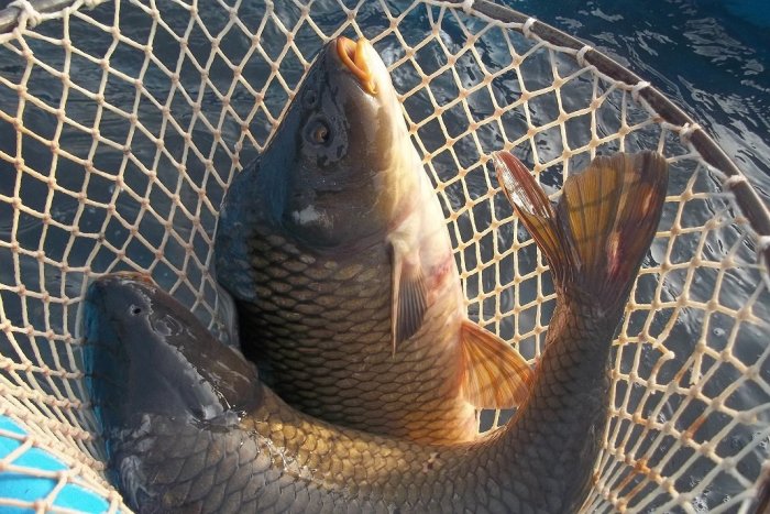 Večou sa tiahne vôňa rýb: Predajcovia kaprov majú raj, FOTO