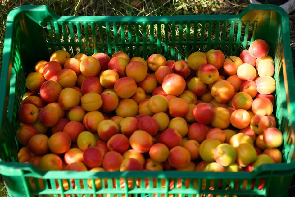 Kam na chutné marhule? PREHĽAD samozberov v Nitrianskom kraji